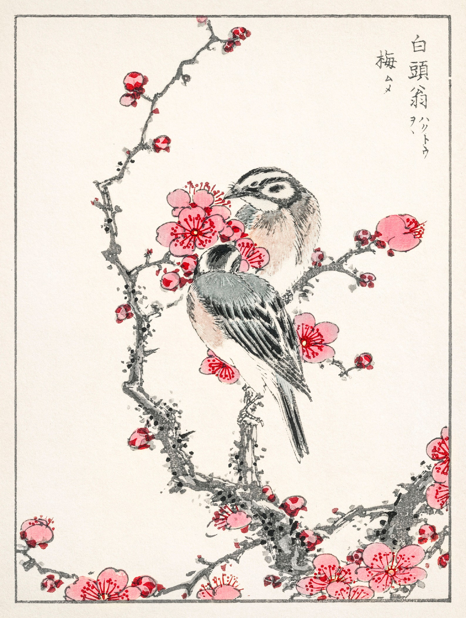 Japanese Bird Illustrations Printable Wall Art Bundle Vintage Antique ...
