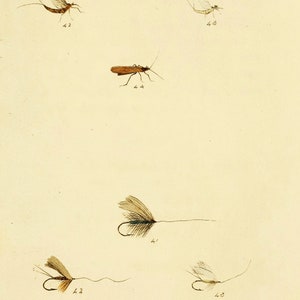 Fly Fisher's Entomology Vintage Trout Insect Illustrations | Image ...