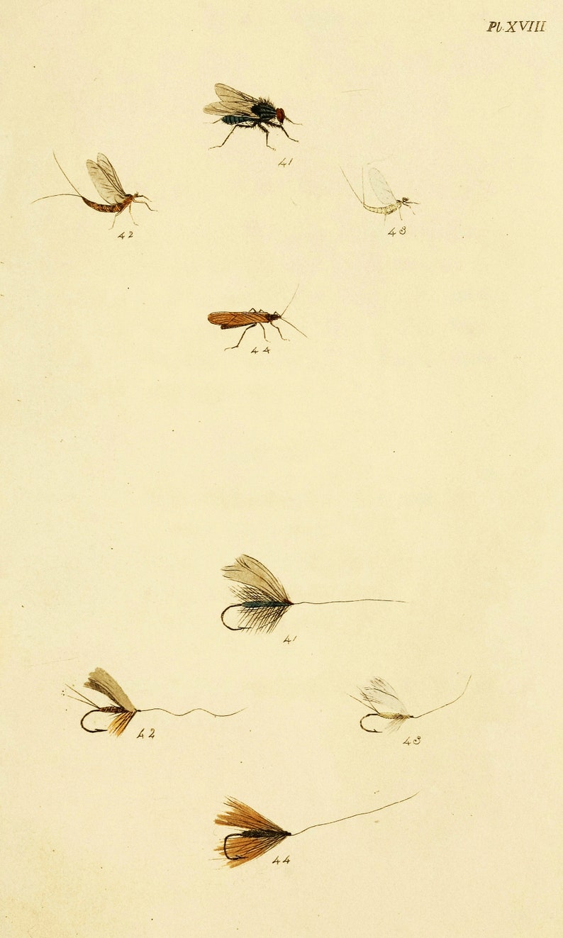 Fly Fisher's Entomology Vintage Trout Insect Illustrations | Image ...
