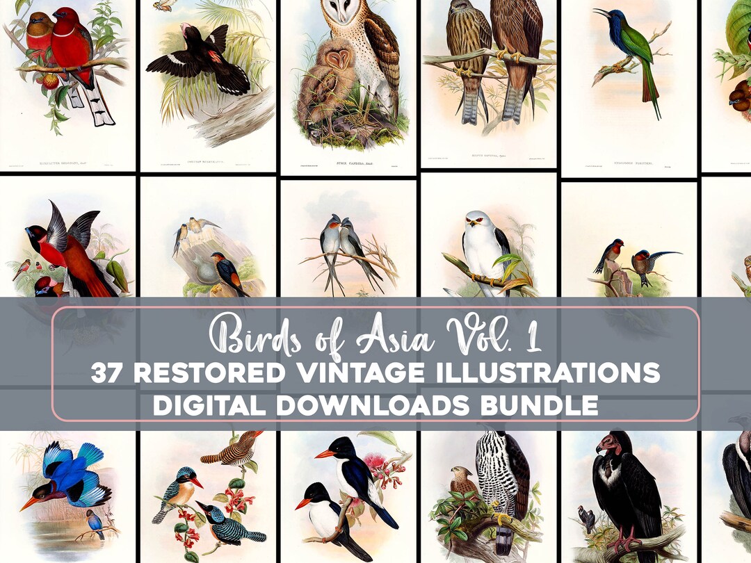 Birds of Asia Vol. 1 Vintage Illustrations High Resolution Image ...