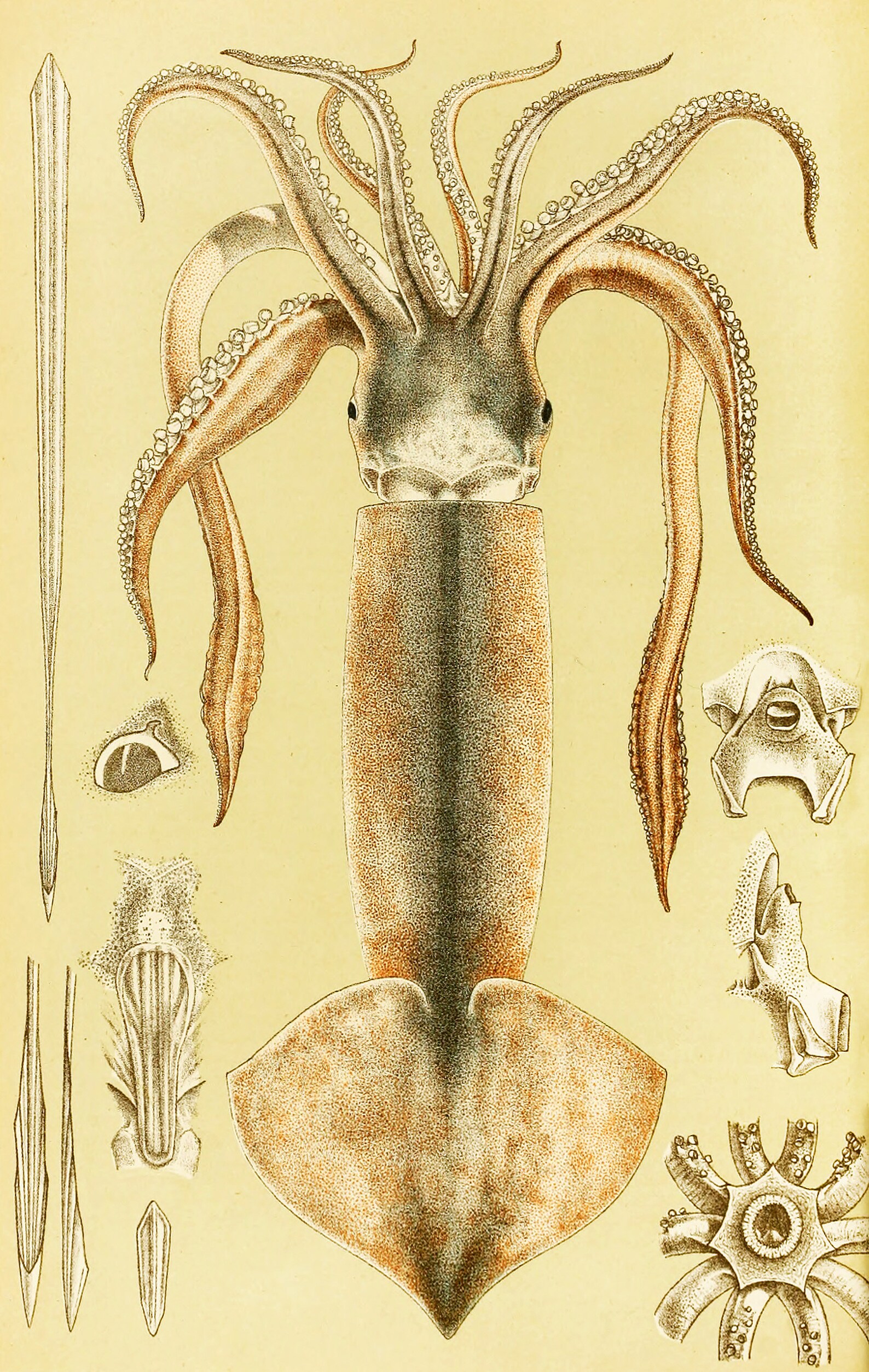 34 Natural History of Victoria Animal Illustrations High Resolution ...