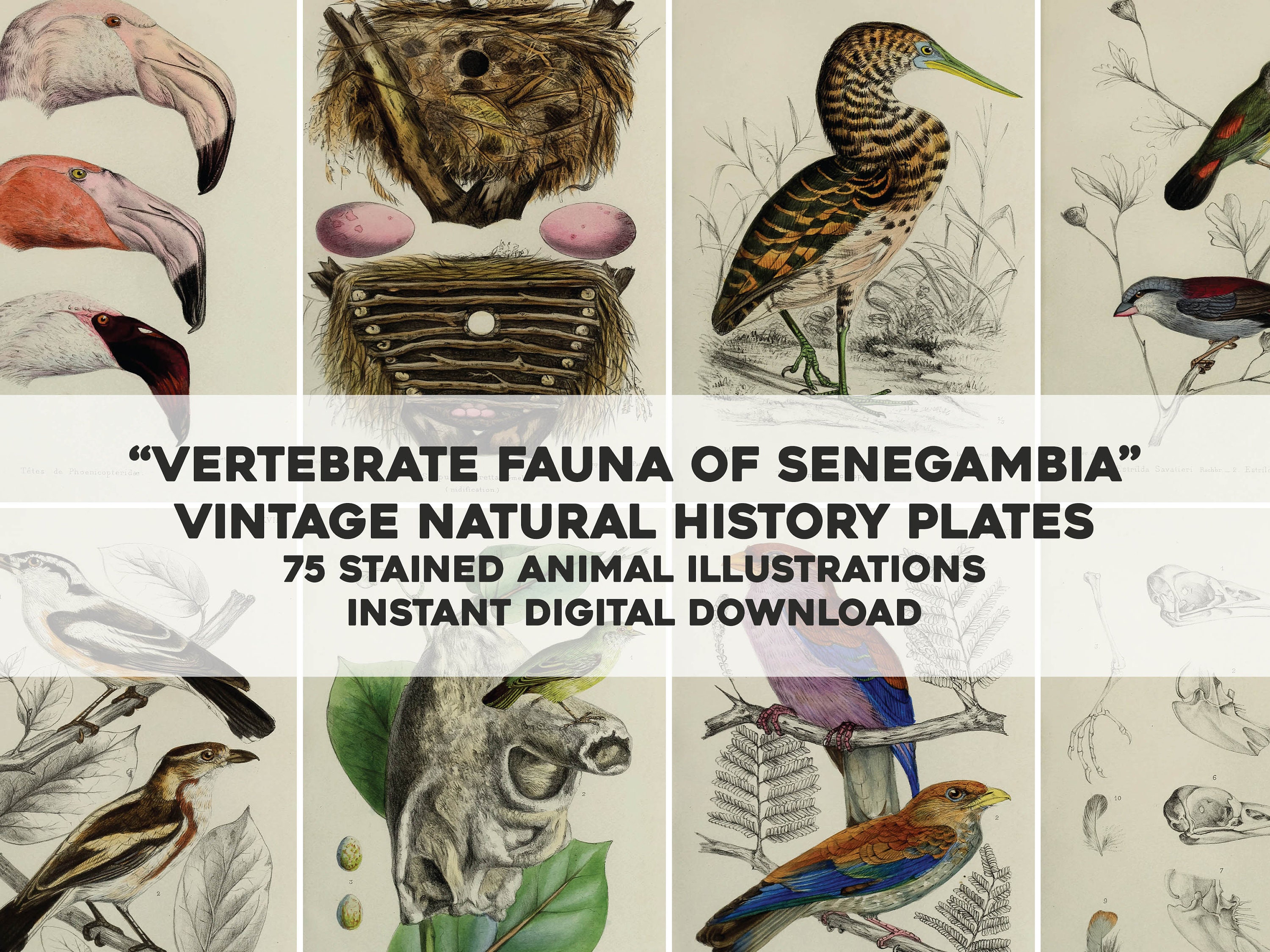 Vertebrate Fauna of Africa | 75 Images Bundle Printable Wall Art Bundle ...