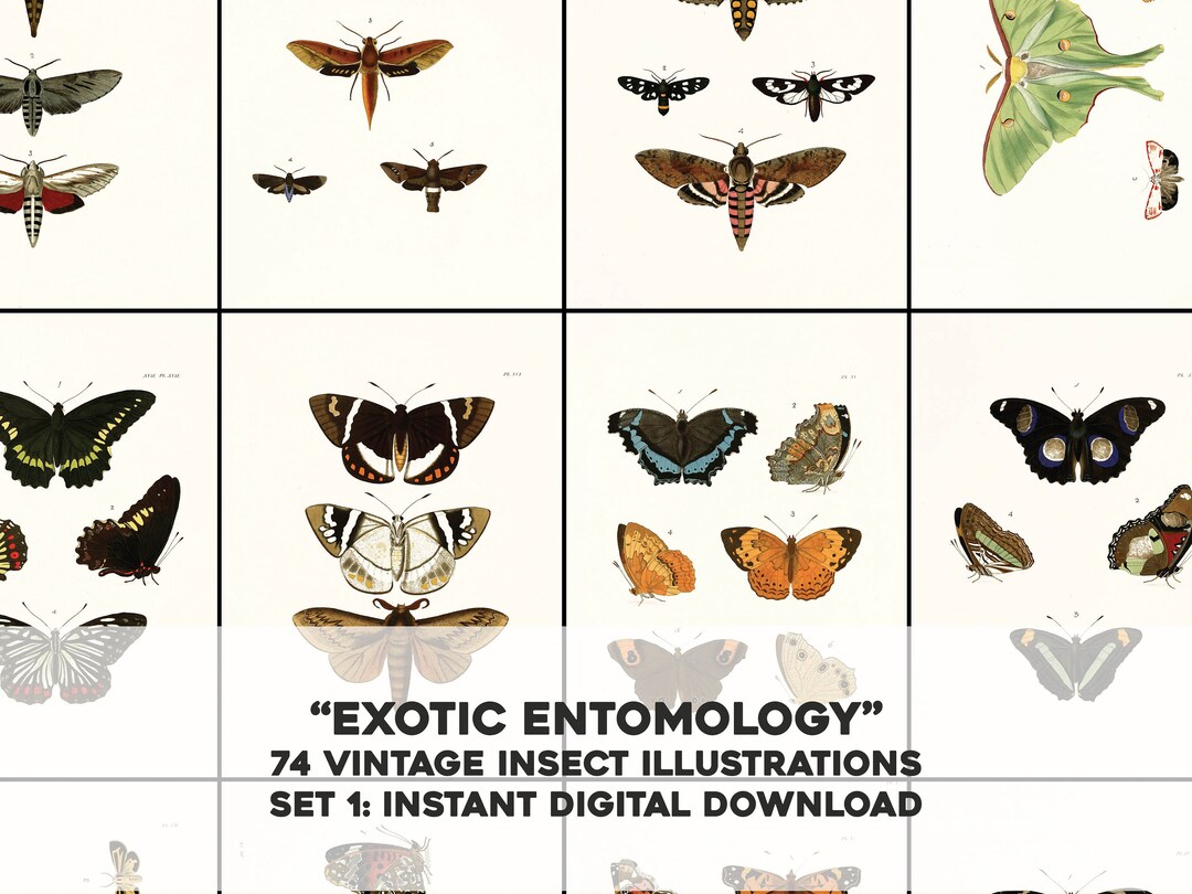 74 Restored Exotic Entomology Insects Illustrations Set 1 | HQ Image ...