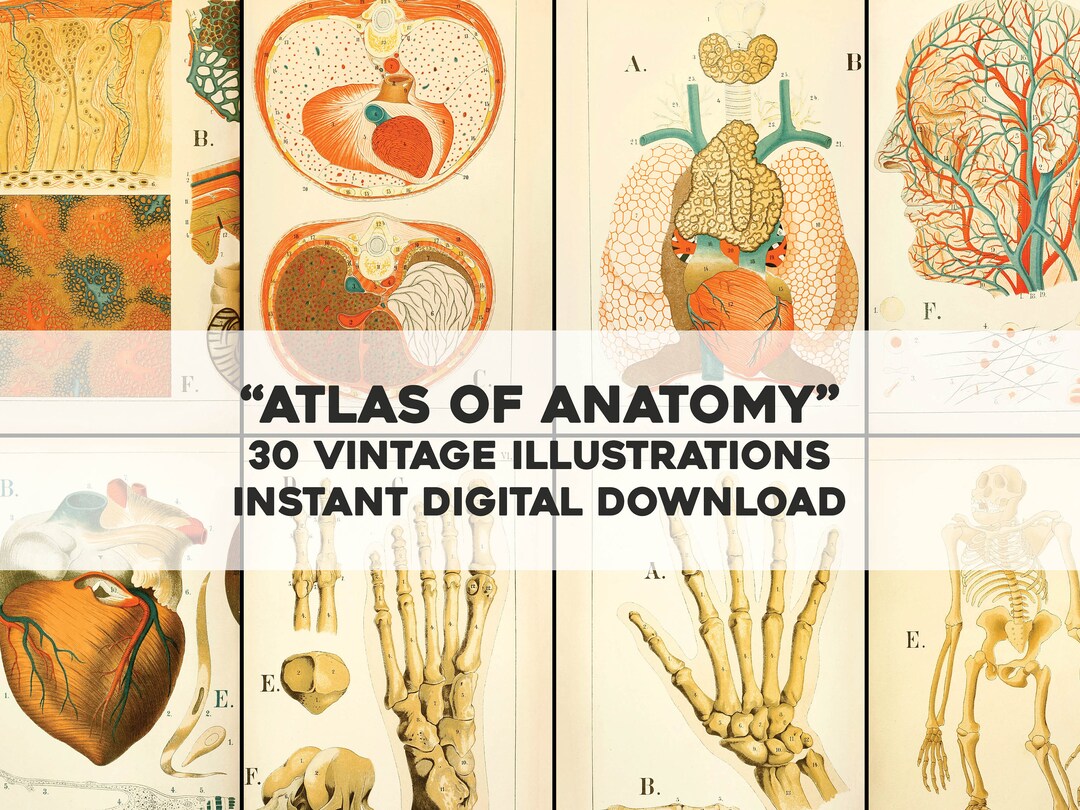 30 Stained Vintage Atlas of Anatomy Illustrations | Biology Image ...