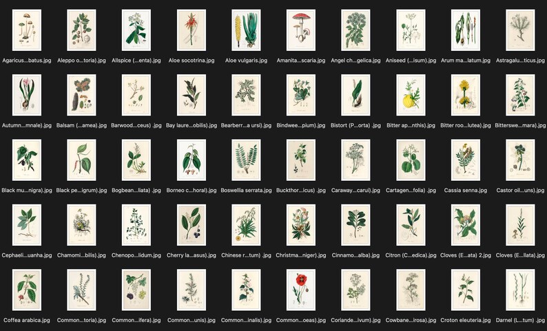 Medical Botany COLLAGE KIT SET 153 Pcs 4x6 - Etsy