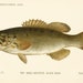 15 Fish of Pennsylvania Whitened Illustration Plates | Image Bundle ...
