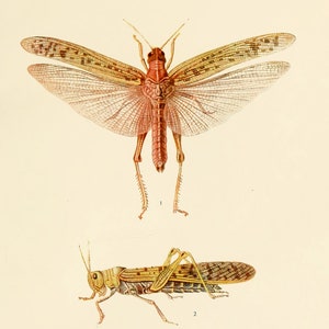 78 Indian Insect Illustrations | Image Bundle Printable Wall Art ...
