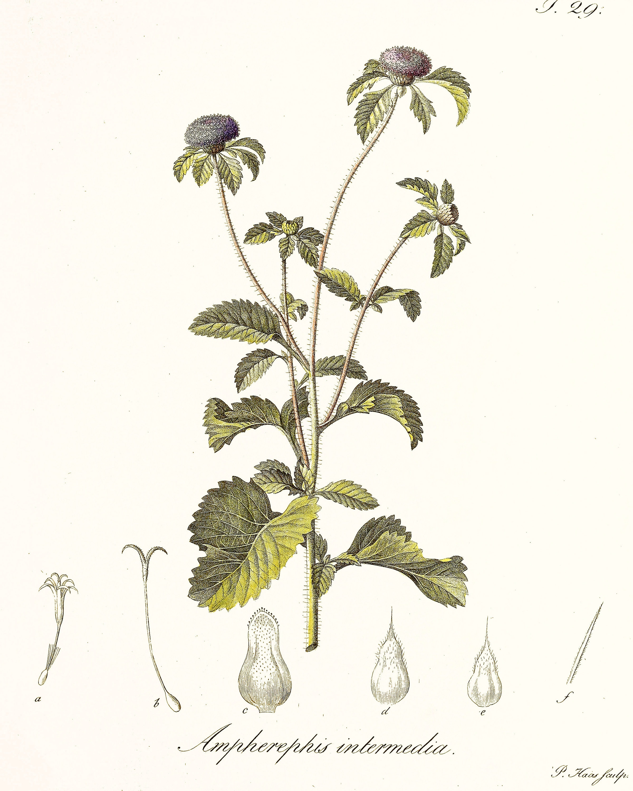 30 Royal Botanic Garden of Berlin Flower Botanical Illustrations ...
