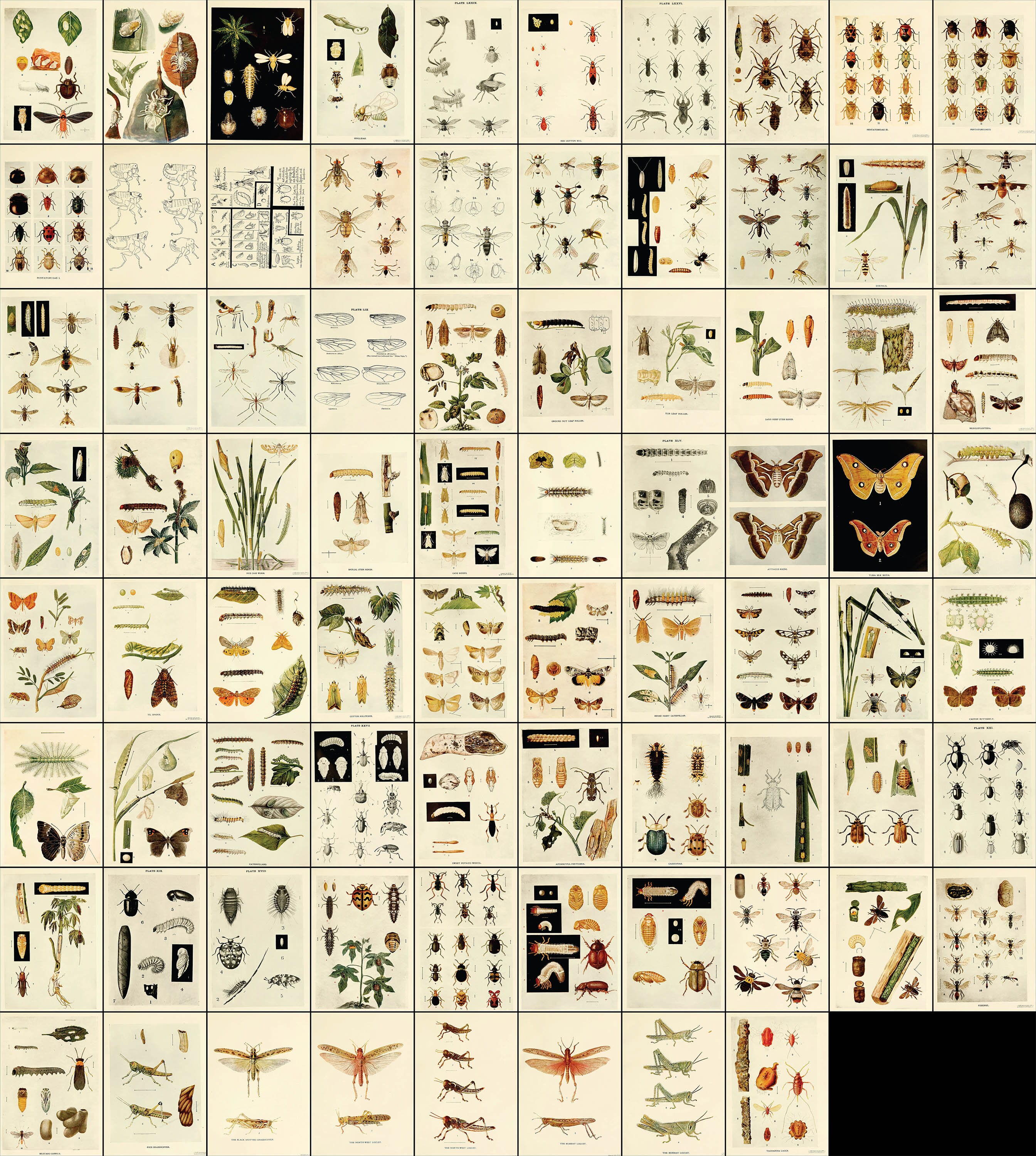 78 Indian Insect Illustrations | Image Bundle Printable Wall Art ...