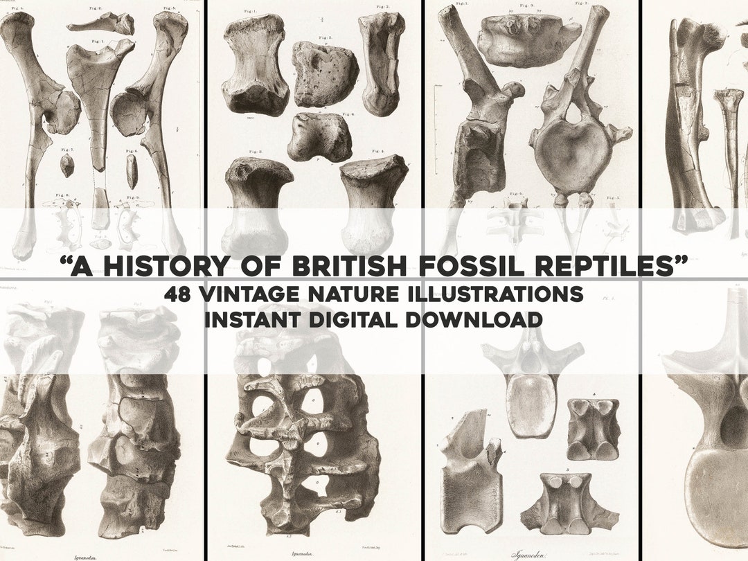 48 Images British Fossil Reptiles Vintage Osteology | HQ Image Bundle ...