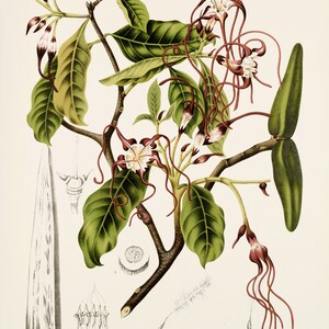40 Beautiful Flowers Fruits of Java Botanical Illustrations | HQ Image ...