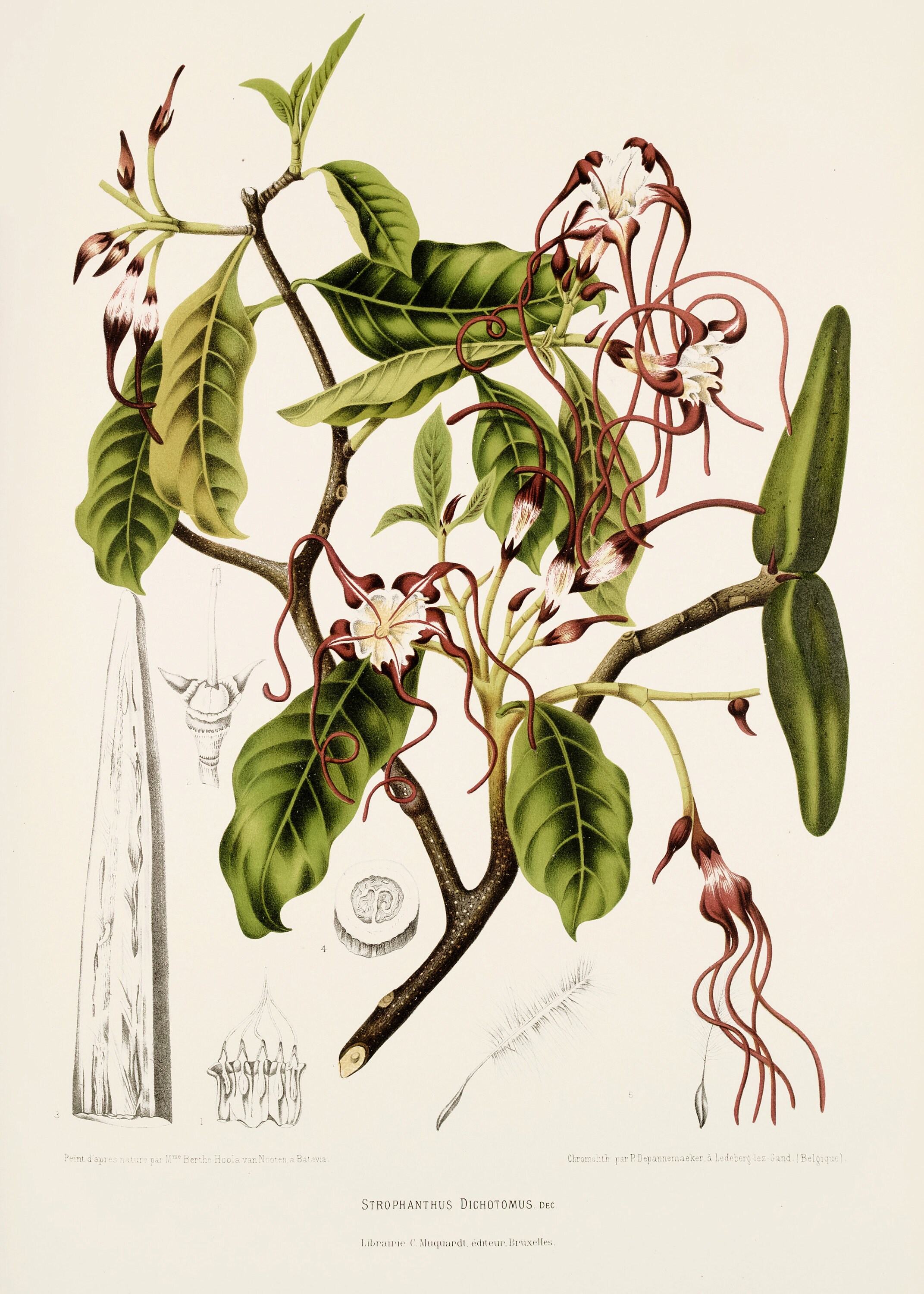 40 Beautiful Flowers Fruits of Java Botanical Illustrations | HQ Image ...