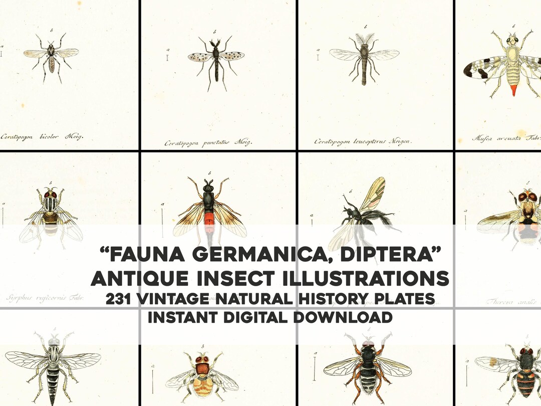 231 Cool Flies Fly Diptera Images Distressed Vintage | Image Bundle ...