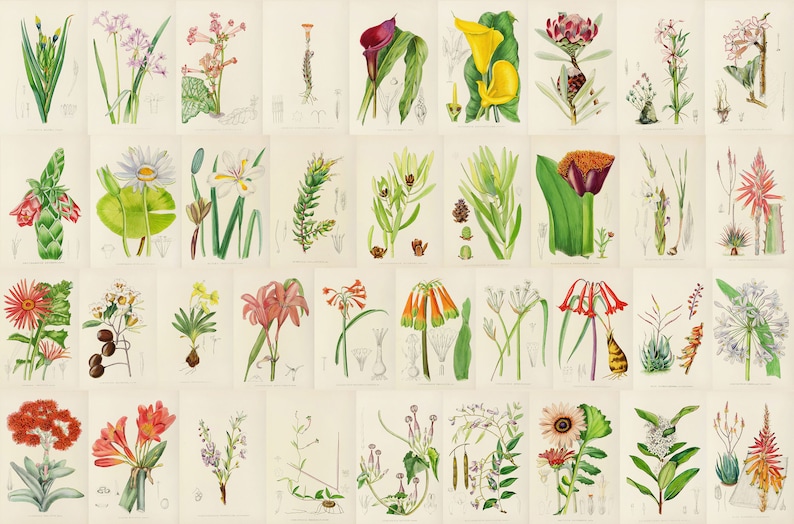 South African Flowers Plants Illustrations Printable Wall Art Bundle ...