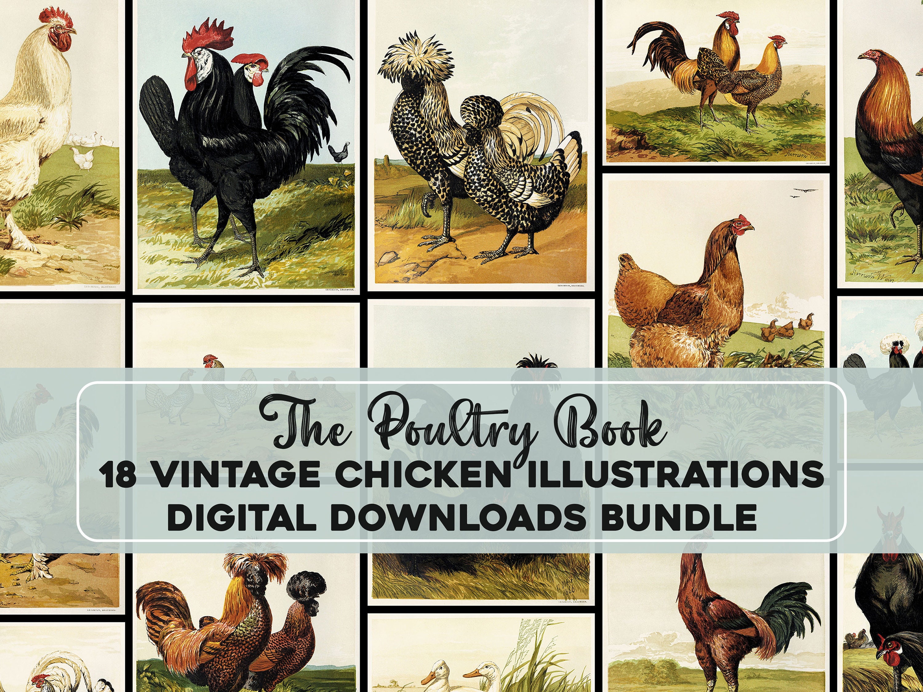 Complete Chicken Rooster Poultry Illustrations Printable Wall - Etsy