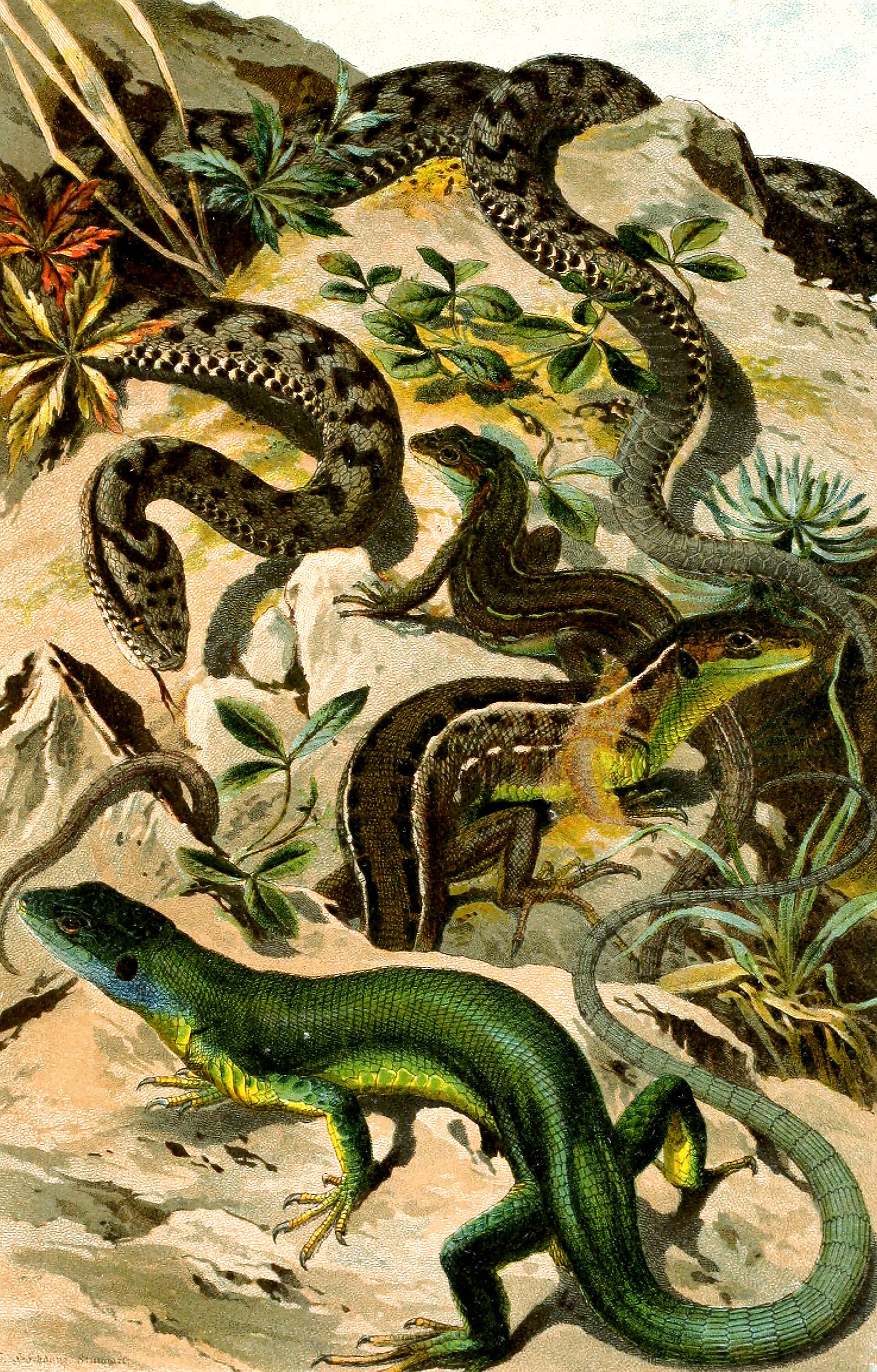 12 Awesome Amphibians & Reptiles Illustration Plates Vintage - Etsy