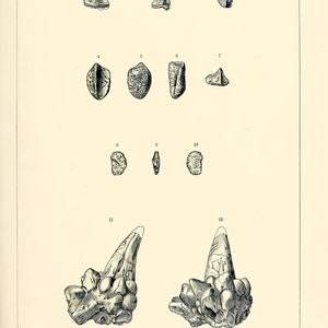 73 Awesome Dinosaur Bone Illustrations | HQ Image Bundle Printable Wall ...