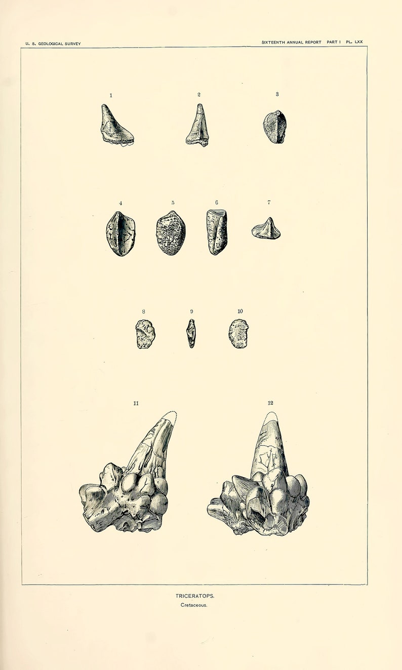 73 Awesome Dinosaur Bone Illustrations | HQ Image Bundle Printable Wall ...