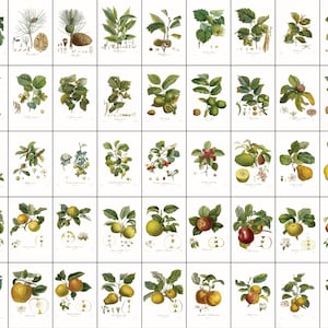 45 Whitened French Pomology Fruit Illustrations Botanical | HQ Image ...