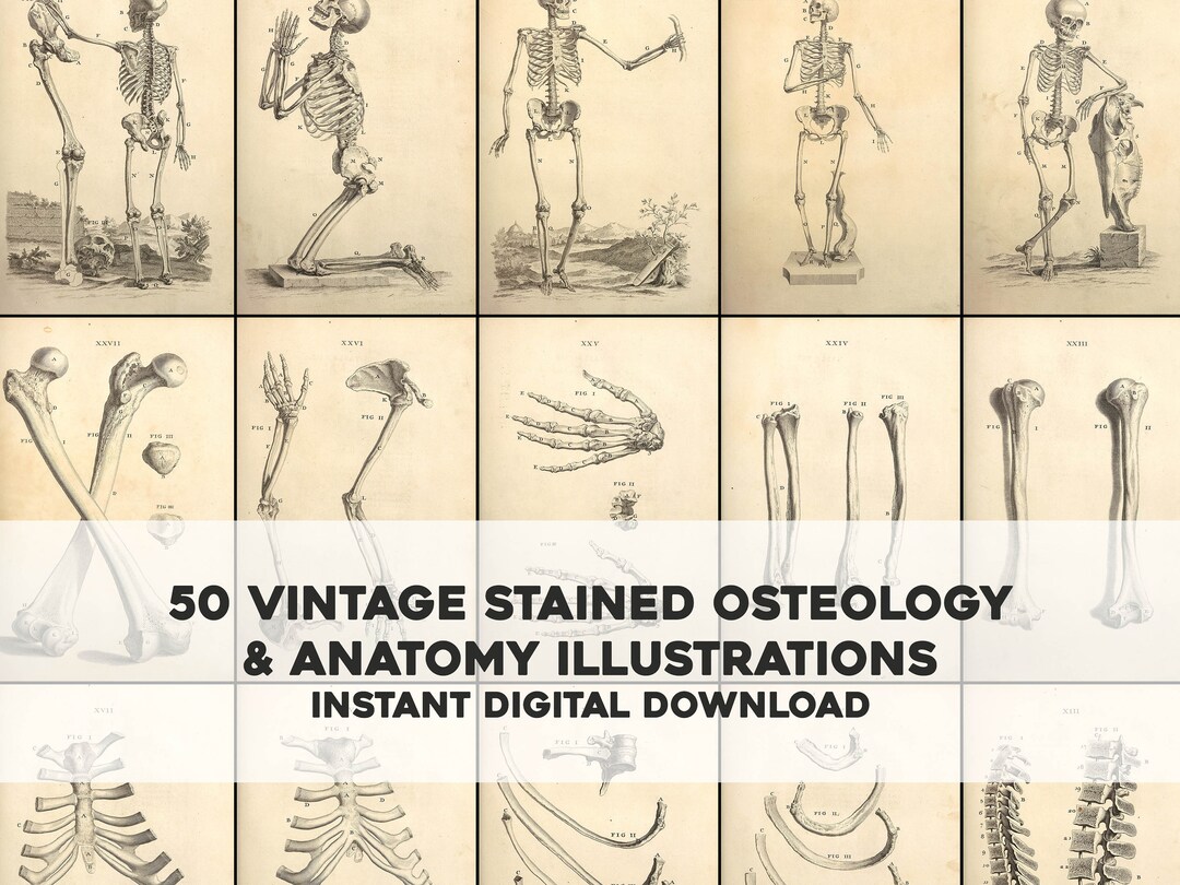 50 Stained Vintage Anatomy of Bones Illustrations | Image Bundle ...