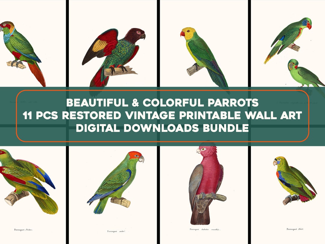 11 Beautiful Parrot Illustrations High Resolution Image/printable Wall ...