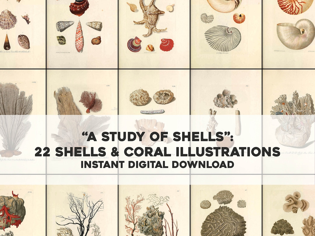 22 Old Shell, Coral Illustrations From A Study of Shells | Printable ...