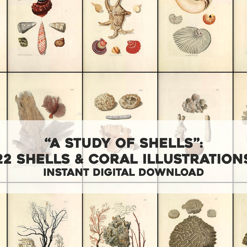 Sea Shell Science Art - Etsy