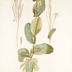 Austrian Flora Botanical Illustrations | 100 Stained Vintage Images ...