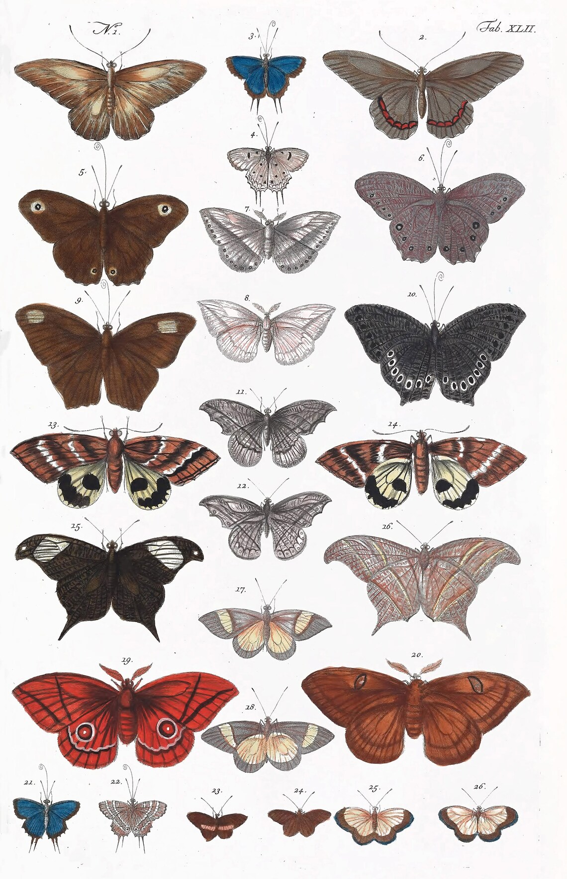 40 Awesome Groups of Moths and Flying Insects Illustrations | Image ...