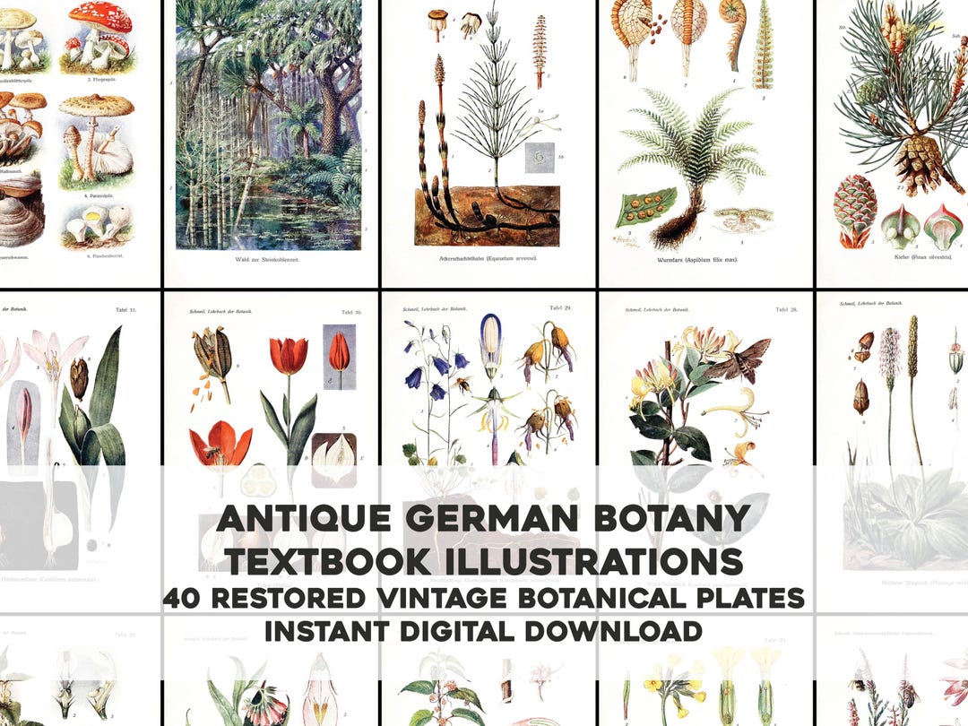 40 German Botanical Textbook Illustrations | Vintage Images Bundle ...