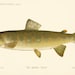 15 Fish of Pennsylvania Whitened Illustration Plates | Image Bundle ...