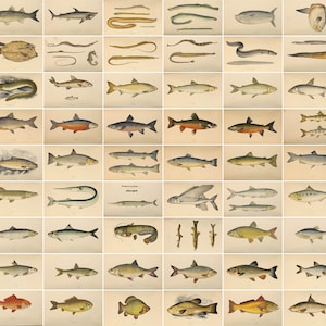 History of British Island Fish Set 3 | 73 Vintage Images Crafting ...