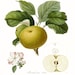 45 Whitened French Pomology Fruit Illustrations Botanical | HQ Image ...