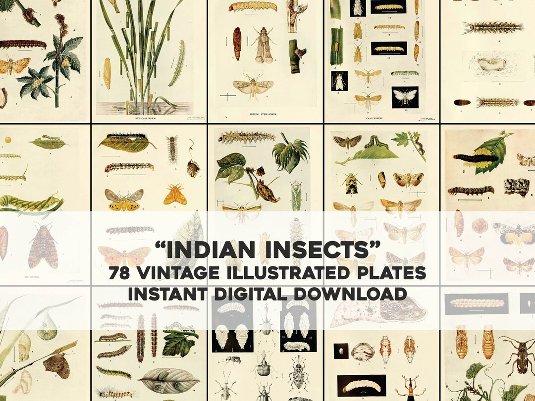 78 Indian Insect Illustrations | Image Bundle Printable Wall Art ...