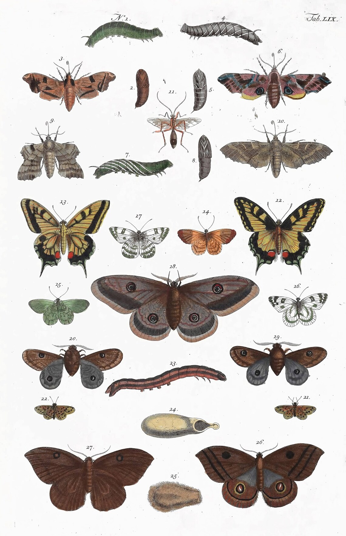 40 Awesome Groups of Moths and Flying Insects Illustrations - Etsy