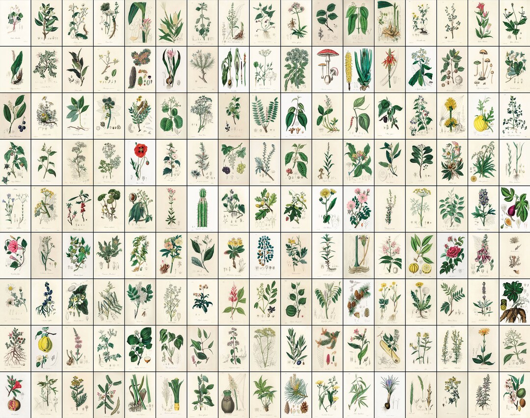 Medical Botany COLLAGE KIT SET 153 Pcs 4"x6" Printable Wall Art Bundle ...