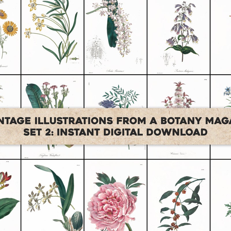 Exotic Botanical Prints - Etsy
