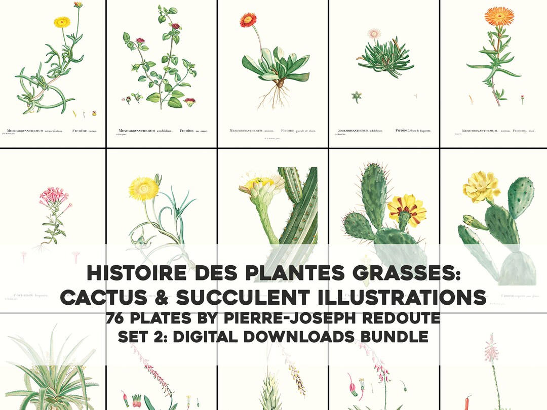76 Beautiful Cactus Succulent Cacti & Grasses Illustrations | HQ Image ...