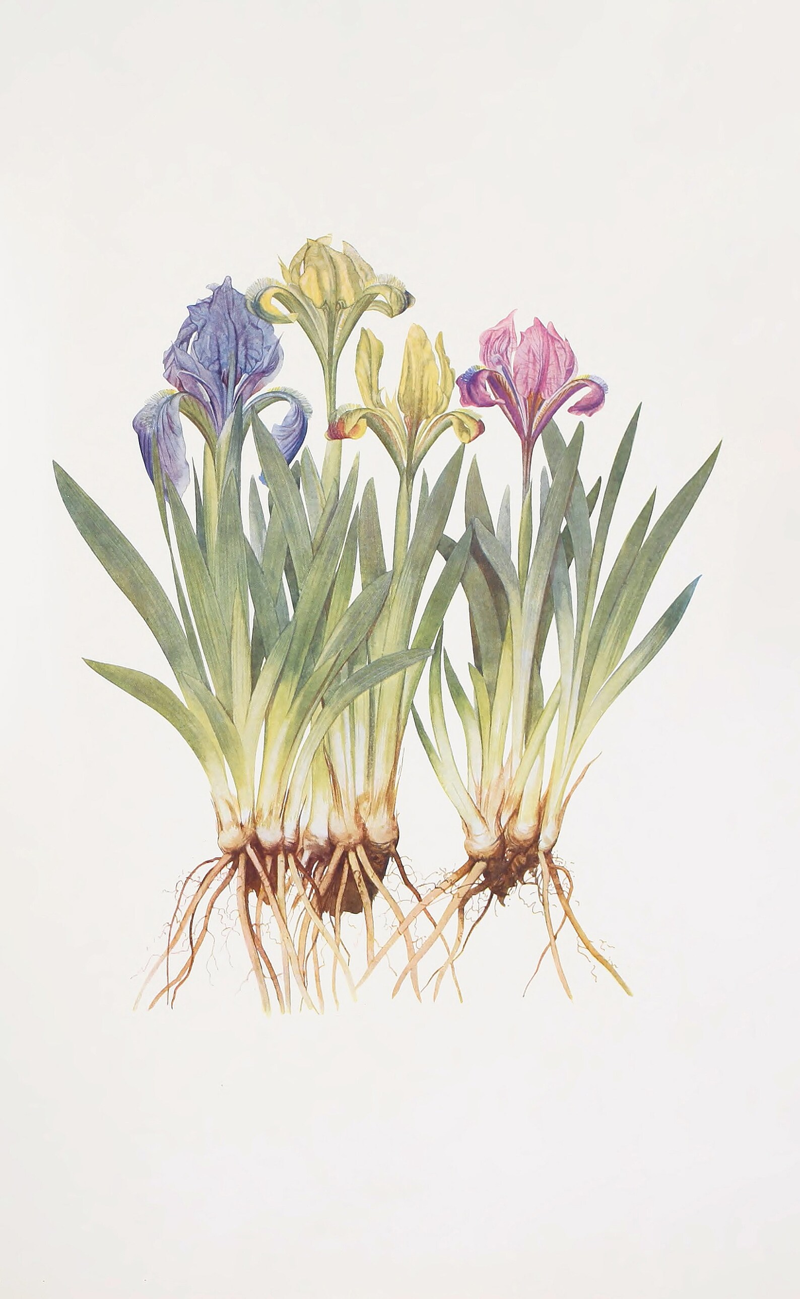 Vintage Iris Illustrations Printable Wall Art Bundle Digital - Etsy