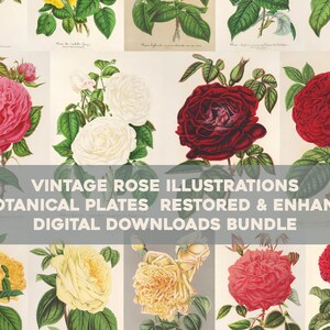 Vintage Roses Illustrations Printable Wall Art Bundle Digital Download ...