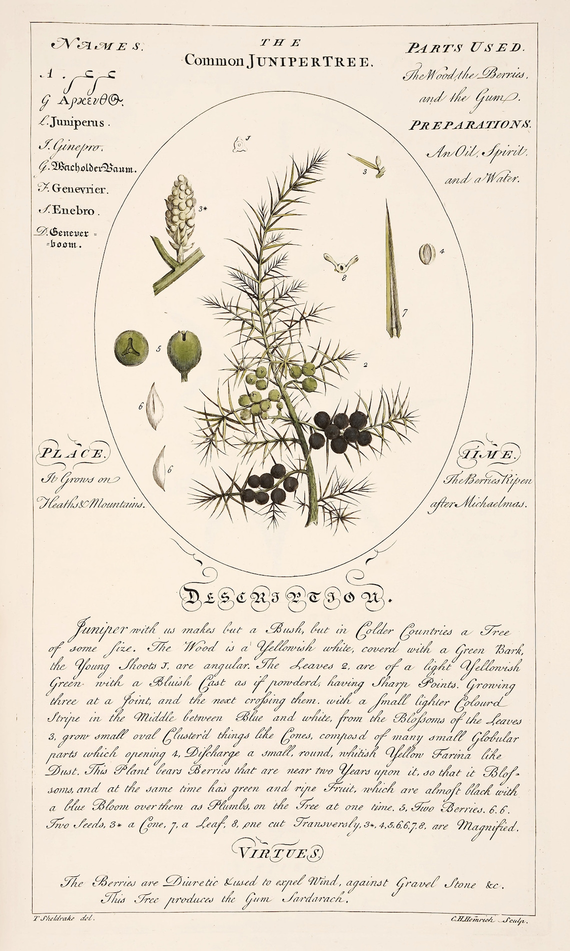 56 Gorgeous Botanicum Medicinale Illustrations Description and - Etsy