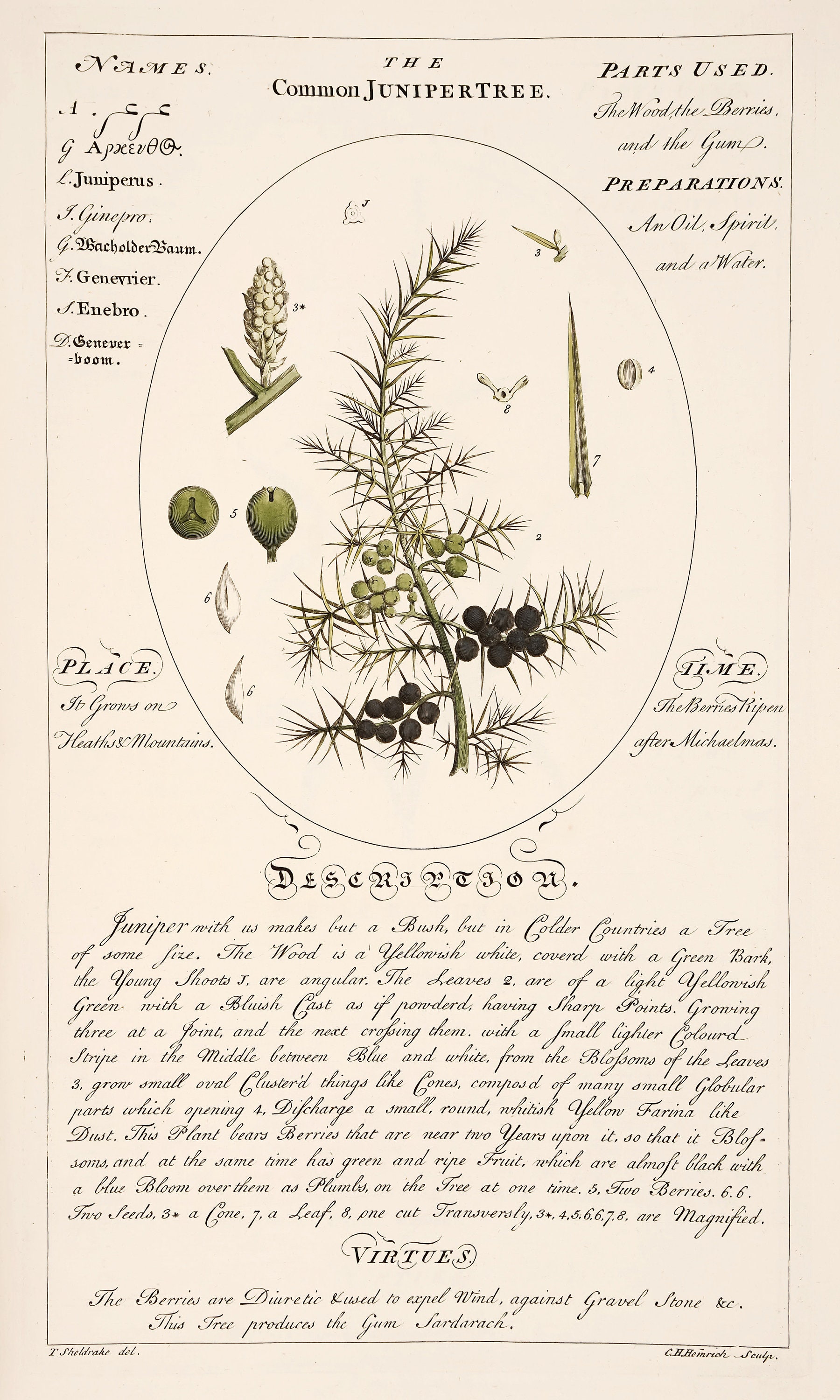 56 Gorgeous Botanicum Medicinale Illustrations Description and - Etsy