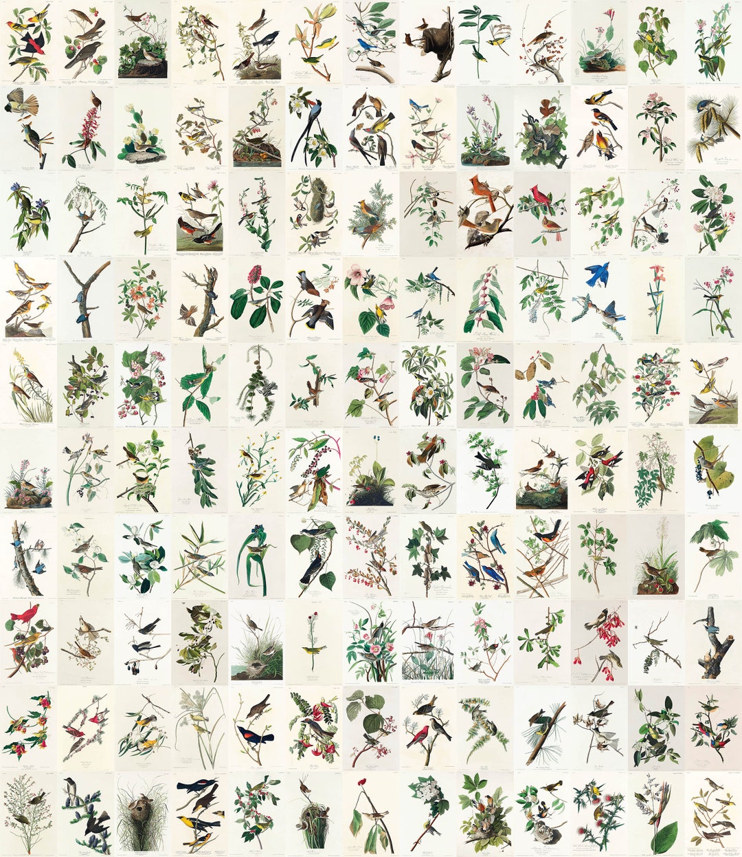 130 Pcs Backyard Birds COLLAGE KIT 4"x6" -- Printable Wall Art Collage ...