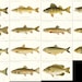 15 Fish of Pennsylvania Whitened Illustration Plates | Image Bundle ...