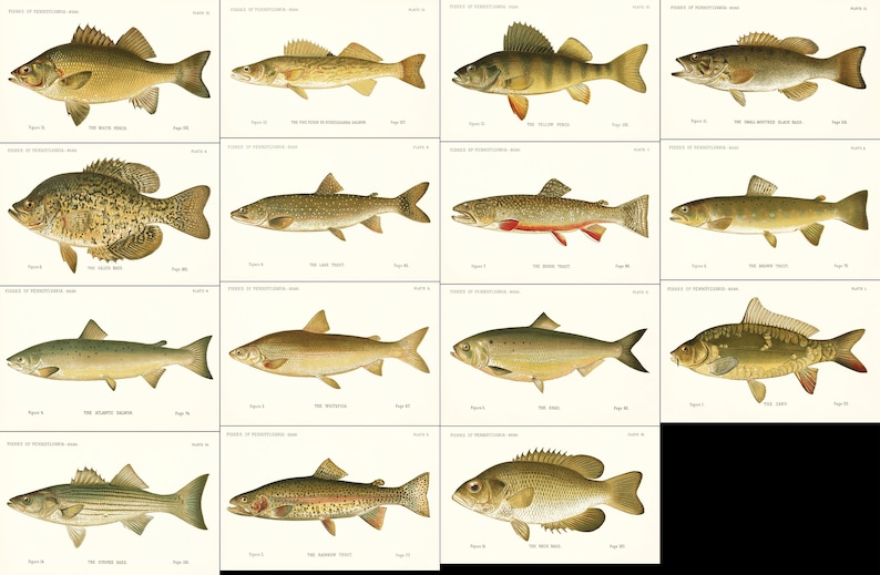 15 Fish of Pennsylvania Whitened Illustration Plates | Image Bundle ...