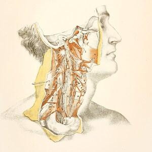 57 Human Anatomical Illustrations Biology Physiology Medical Dissect ...