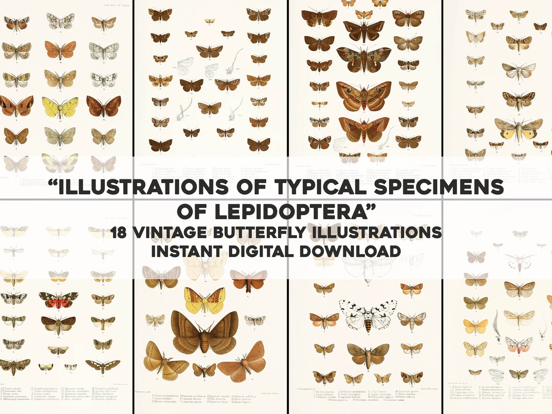 18 Illustrations of Lepidoptera Butterflies Illustrations | Image ...