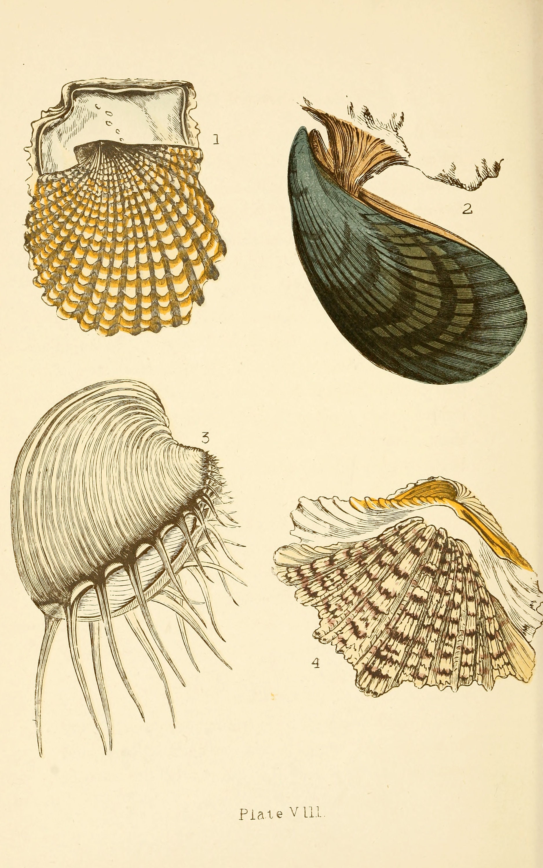 8 Shell Illustrations From Beautiful Shells Vintage Image - Etsy