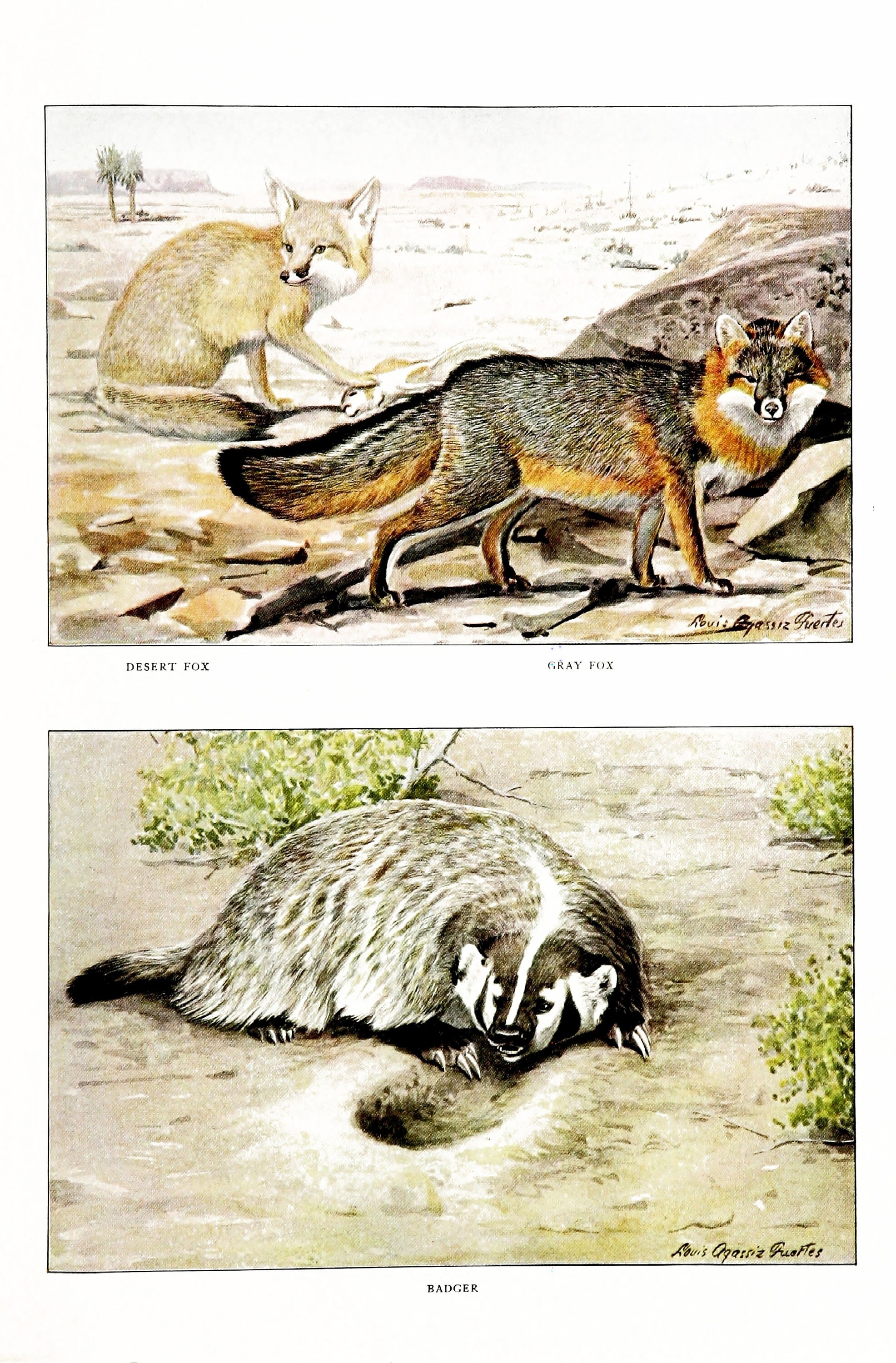 32 North American Mammals Animal Illustrations | Image Bundle Printable ...