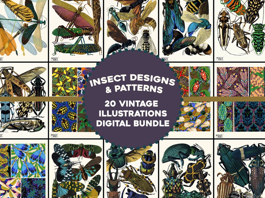 20 Insects Vintage Illustrations Wall Art Bundle Printable Download ...